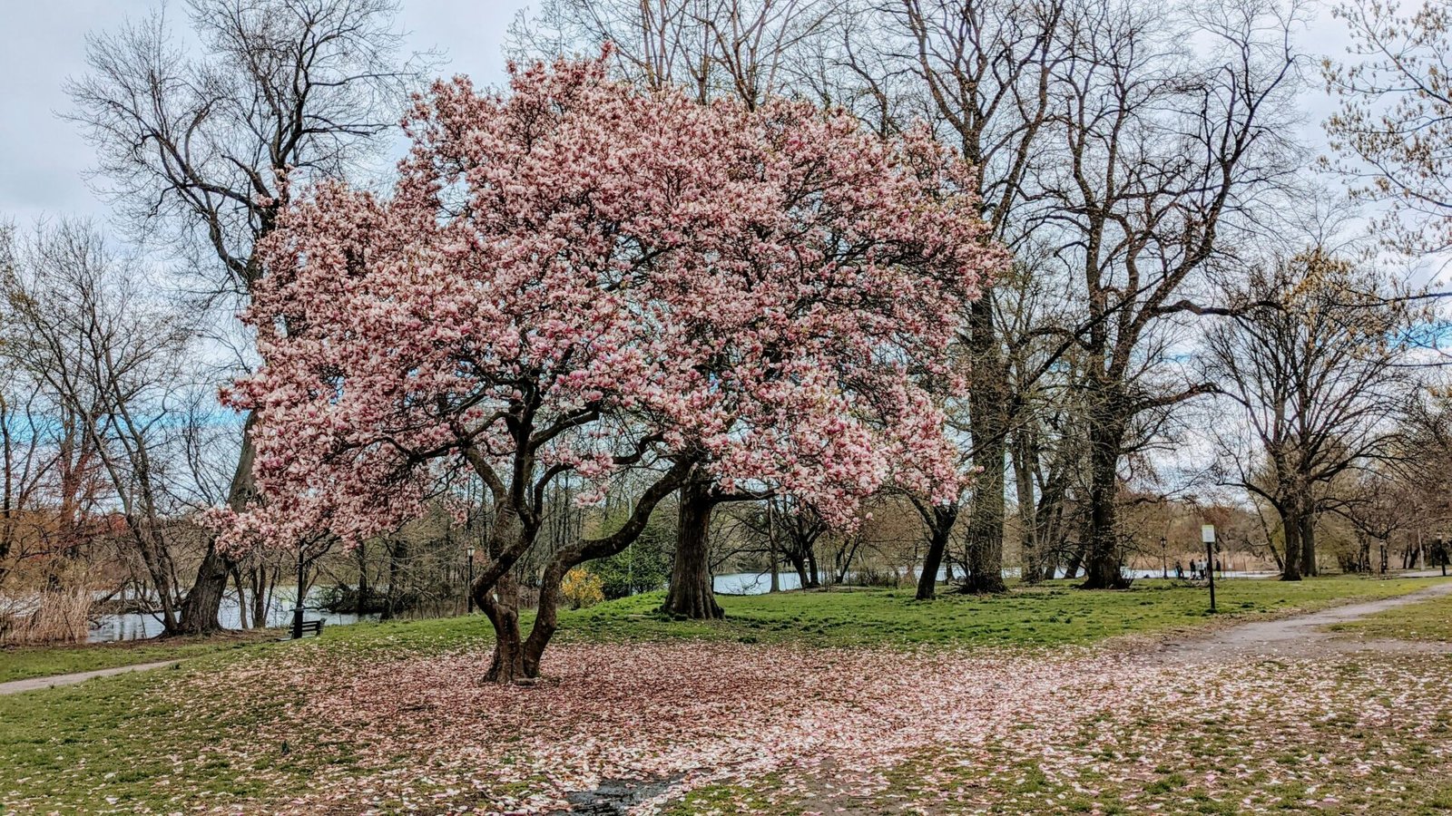 12 Amazing Places To See Cherry Blossoms In NYC This Spring